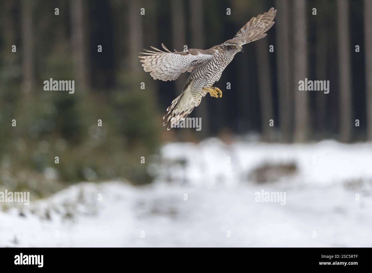 Northern goshawk, Accipiter gentilis, flying through a forest in winter ...