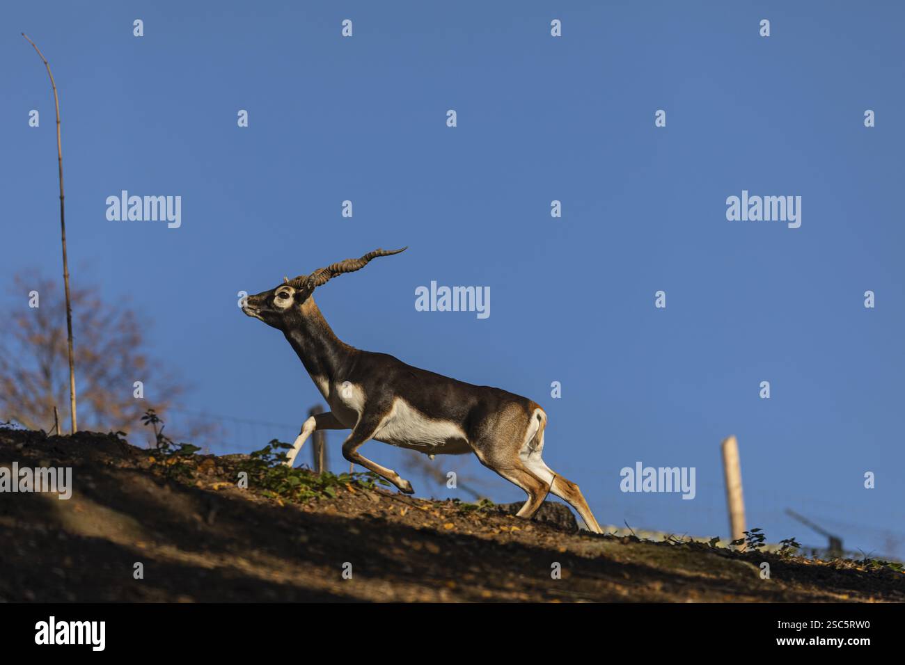 One male blackbuck (Antilope cervicapra), or Indian antelope running on ...