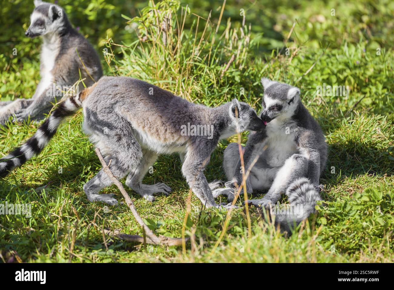 Two ring-tailed lemurs (Lemur catta) sit in the green, tall grass and preen each other Stock ...