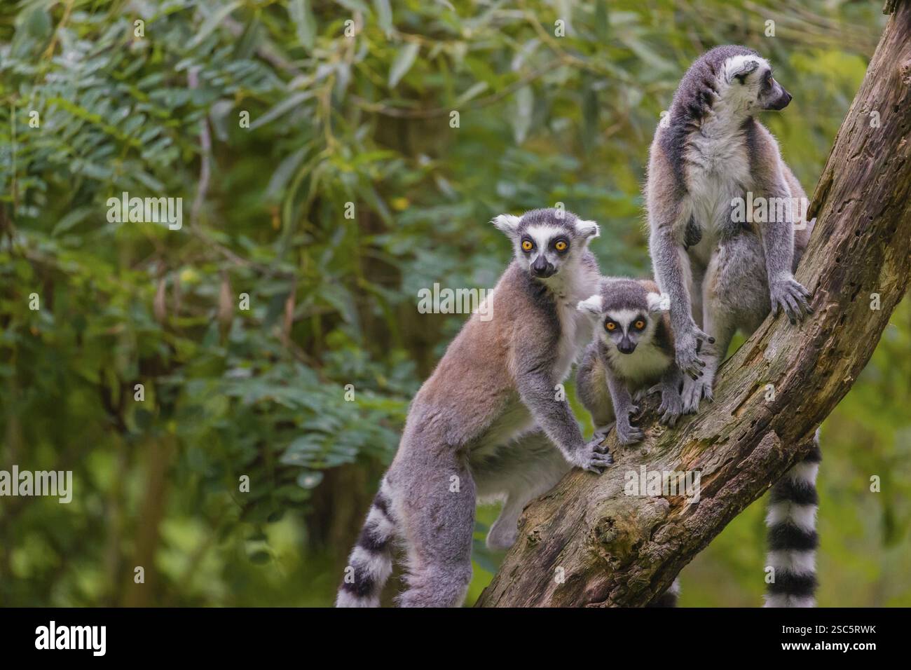 Two adult and one young ring-tailed lemurs (Lemur catta) sit high up on a branch of tree Stock ...