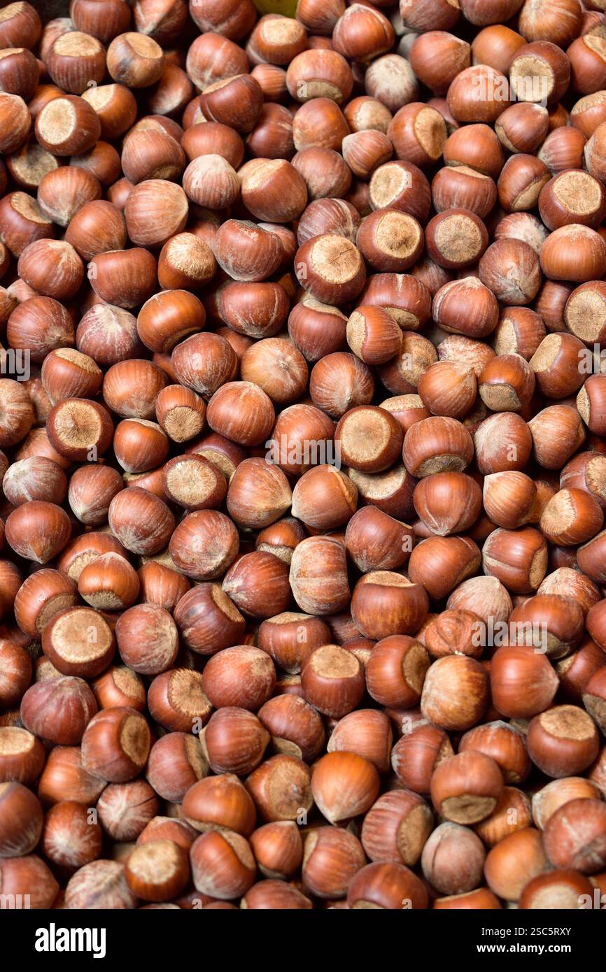 Ripe hazelnuts in shell. Background image of pile of dried shelled ...