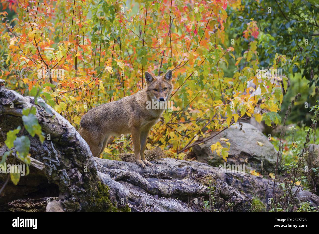 One golden jackal (Canis aureus) stands on a fallen tree trunk. Behind ...
