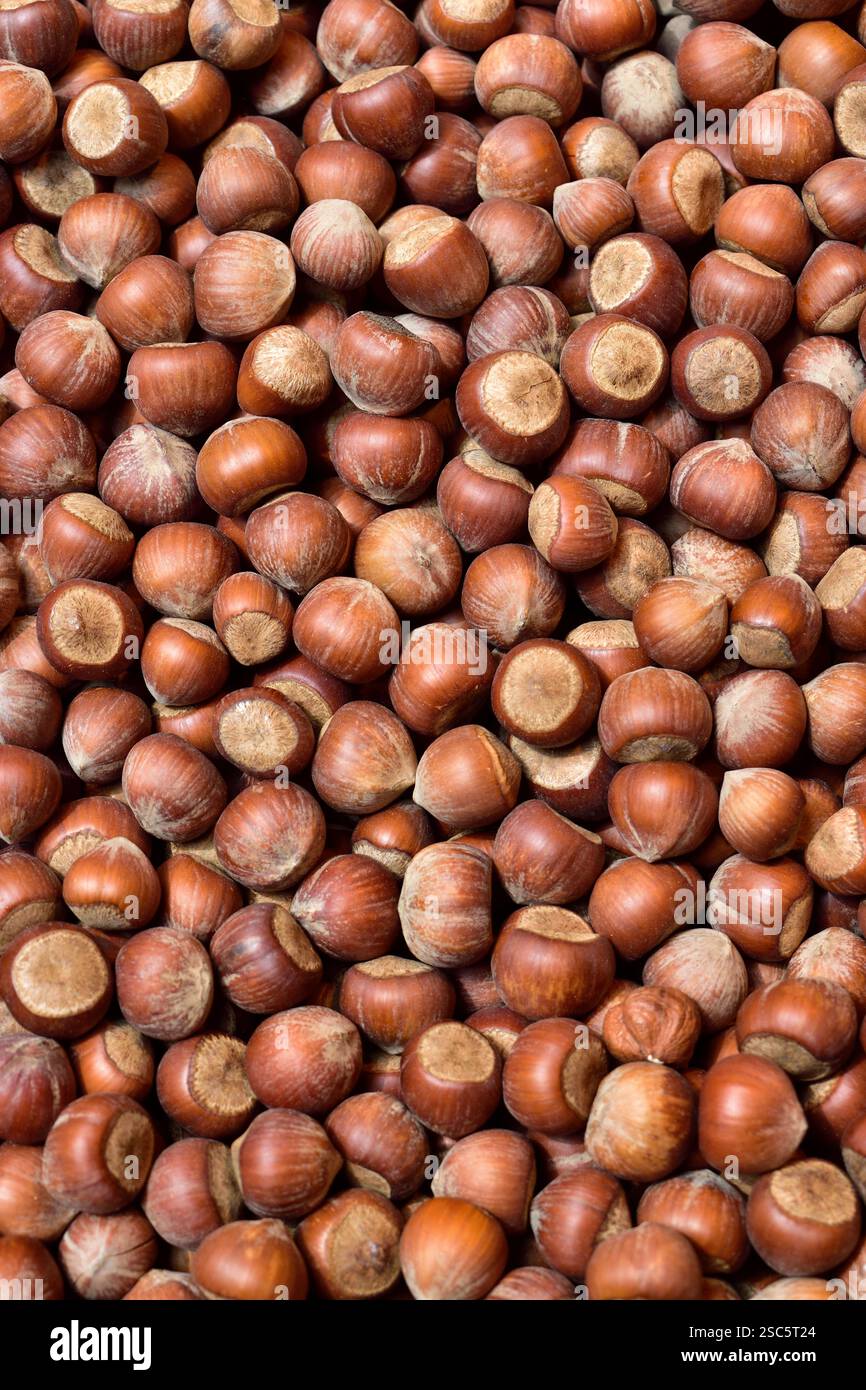 Ripe hazelnuts in shell. Background image of pile of dried shelled ...