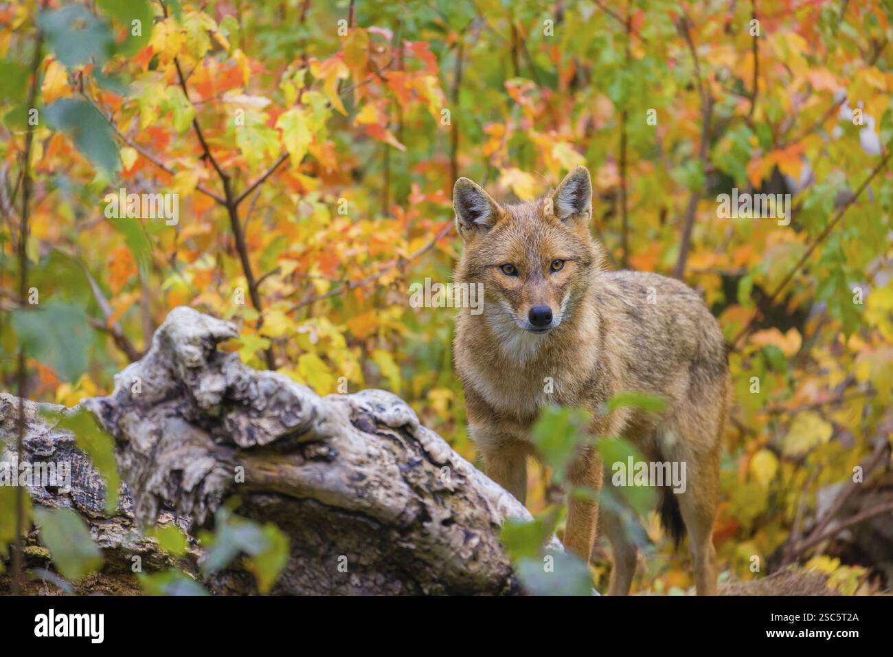 One golden jackal (Canis aureus) stands on a fallen tree trunk. Behind ...