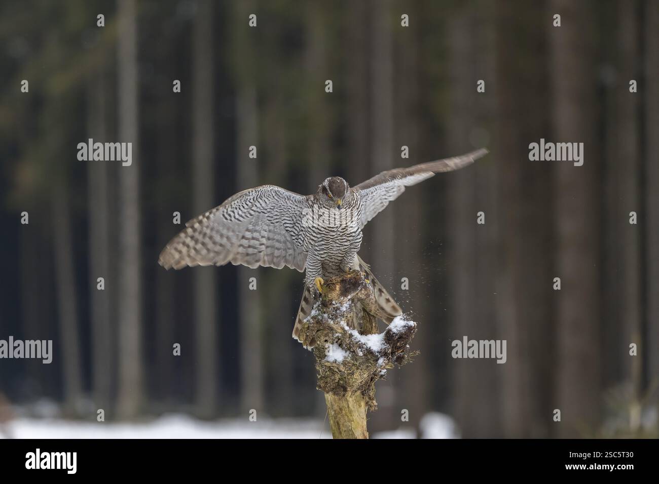 Northern goshawk, Accipiter gentilis, flying through a forest in winter ...