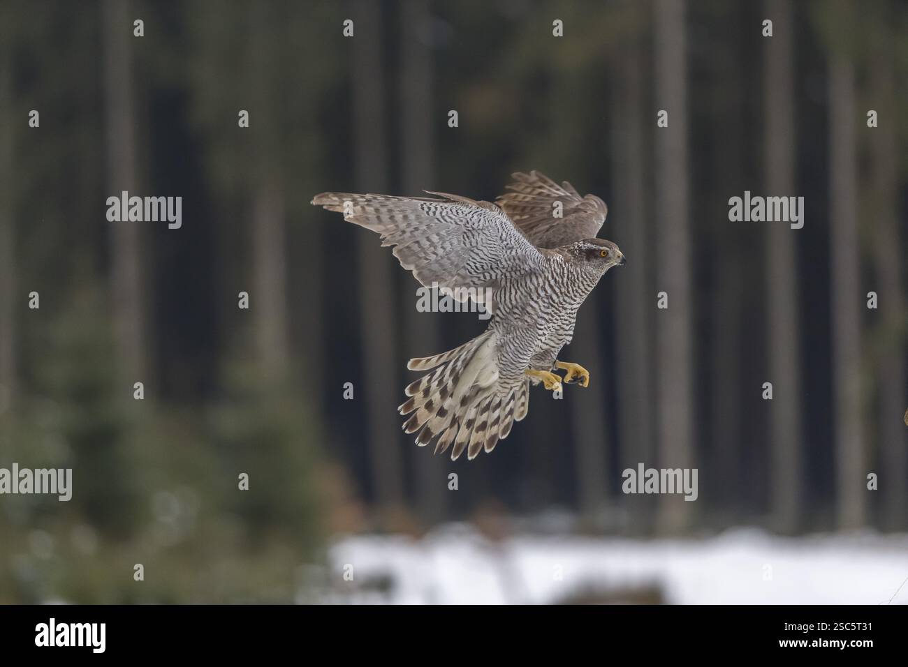 Northern goshawk, Accipiter gentilis, flying through a forest in winter ...