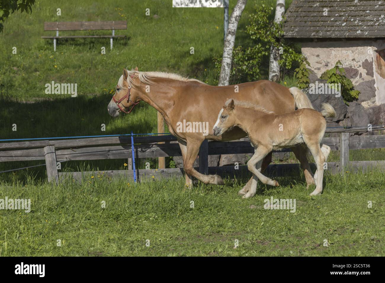 Haflinger horse, mare with foal running over a green meadow. Hafling ...