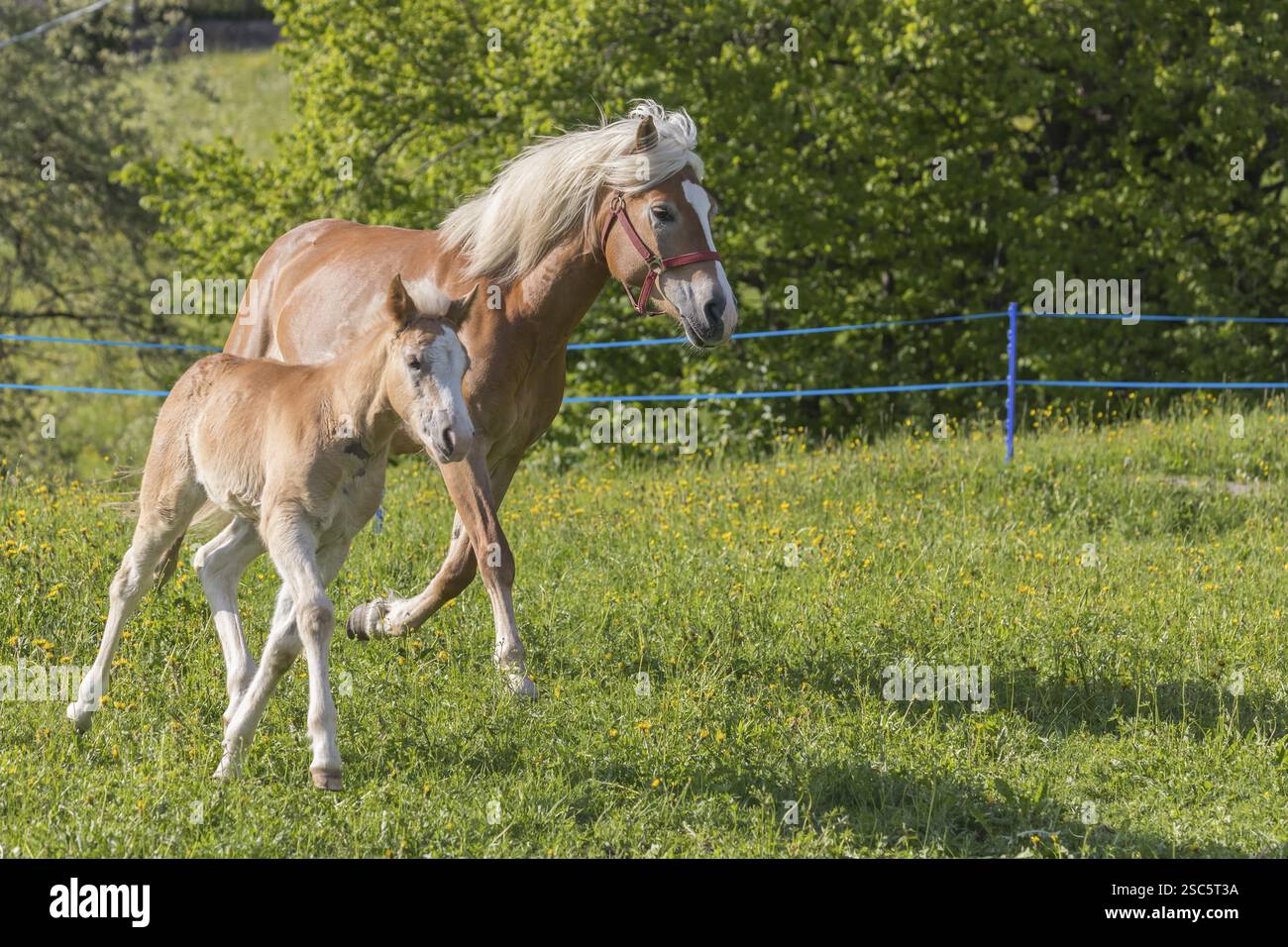 Haflinger horse, mare with foal running over a green meadow. Hafling ...