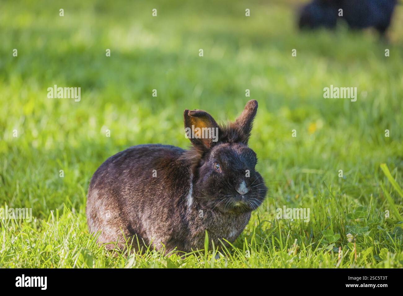 One feral domestic rabbit (Oryctolagus cuniculus domesticus) sits on a ...