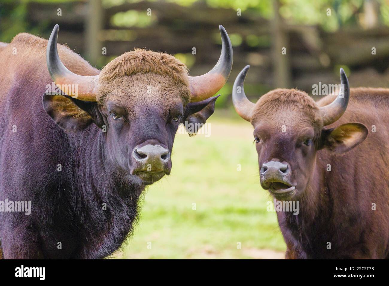 A male and a female Gaur (Bos gaurus gaurus) stand side by side on a ...