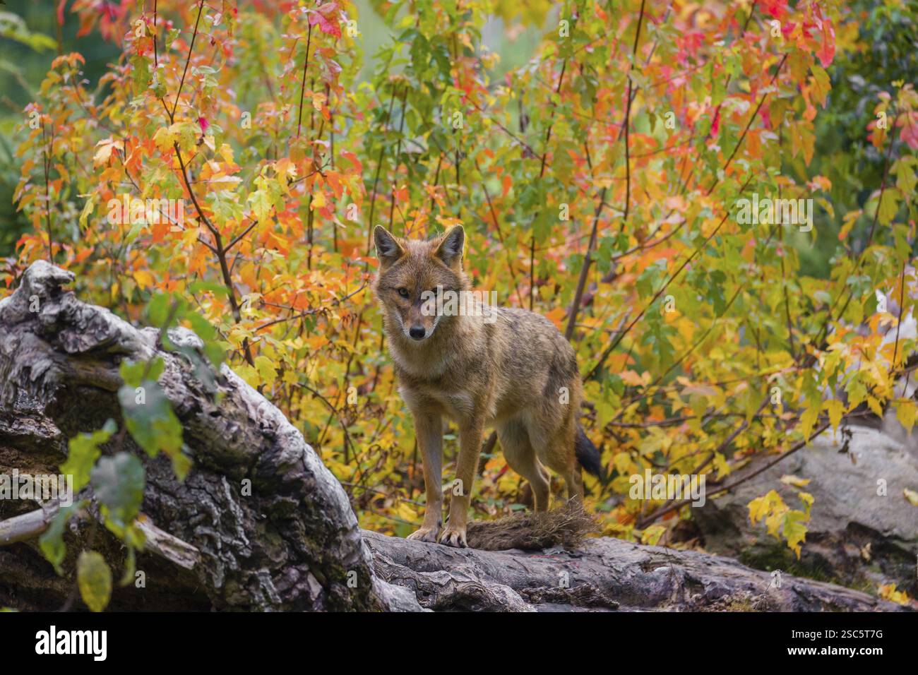 One golden jackal (Canis aureus) stands on a fallen tree trunk. Behind ...