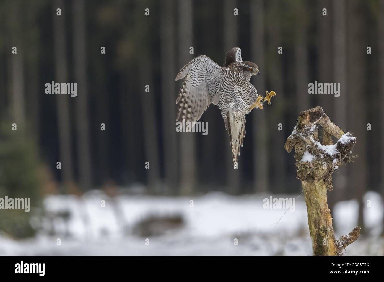 Northern goshawk, Accipiter gentilis, flying through a forest in winter ...
