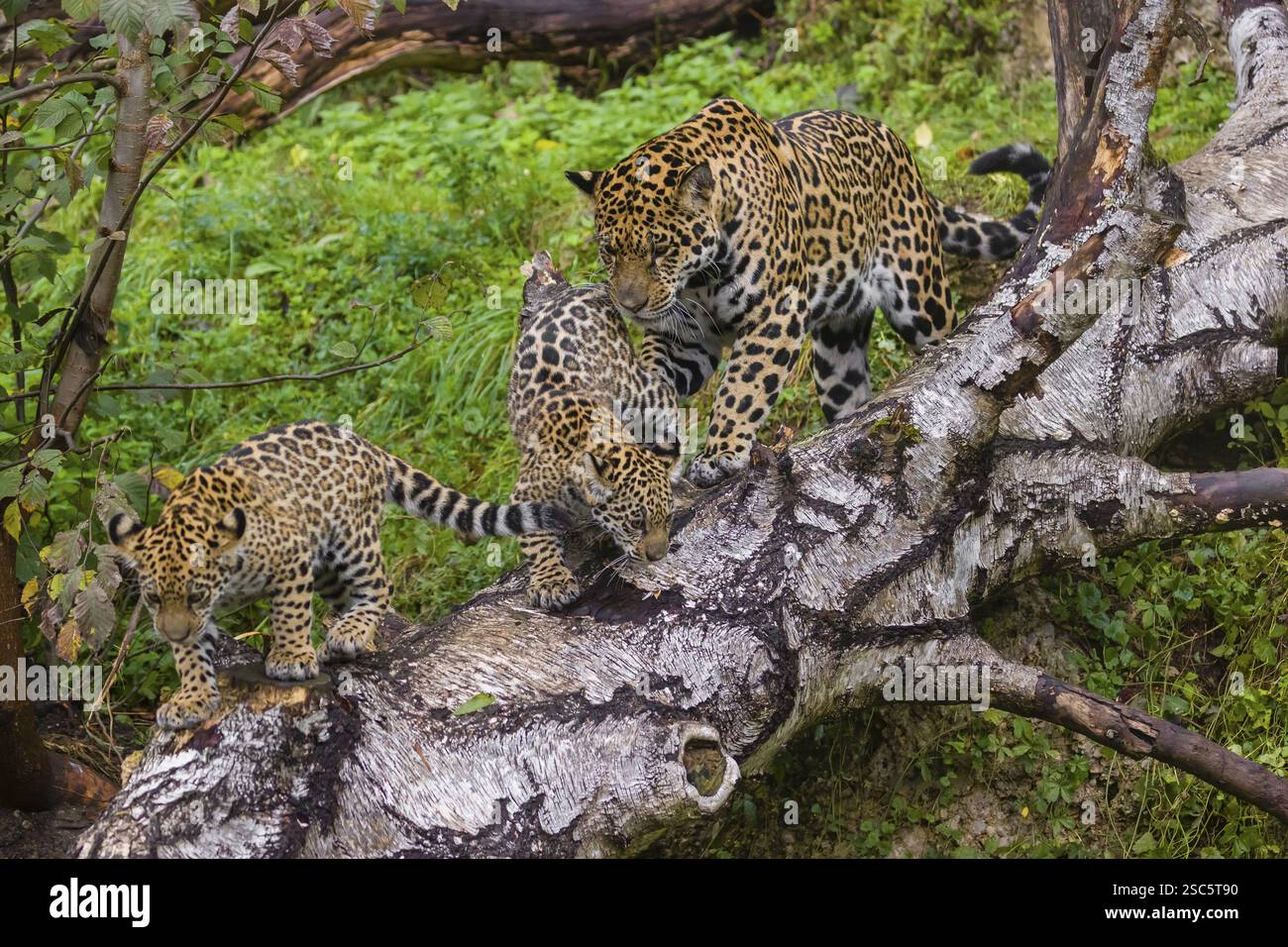Two Female Jaguar Cubs Panthera Onca 4 Months Old Play With Their