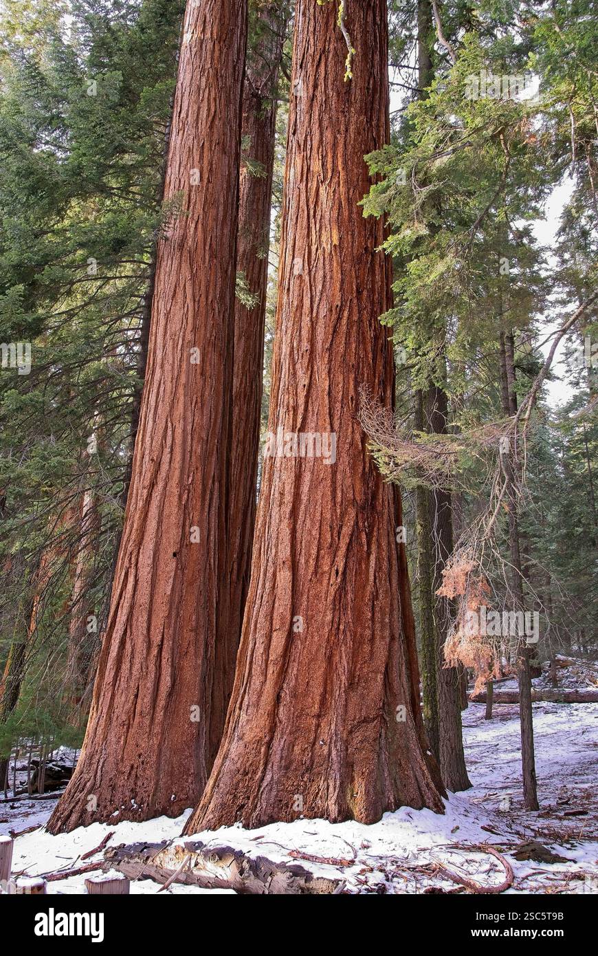 Stand of giant sequoia tree trunks in mixed-conifer forest in late ...