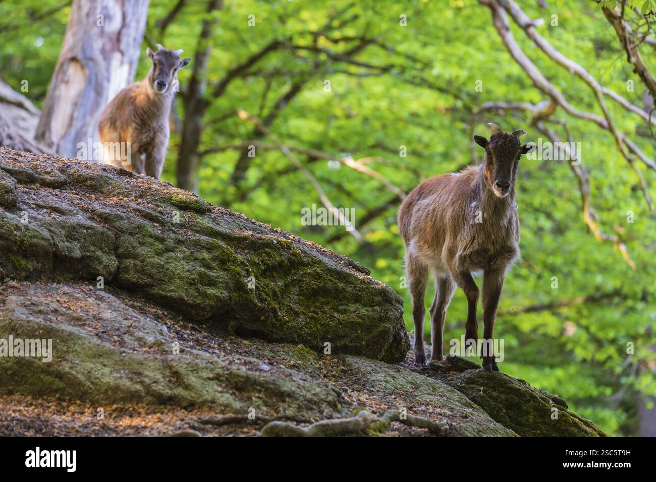 Two female Himalayan grays (Hemitragus jemlahicus) are standing on a ...