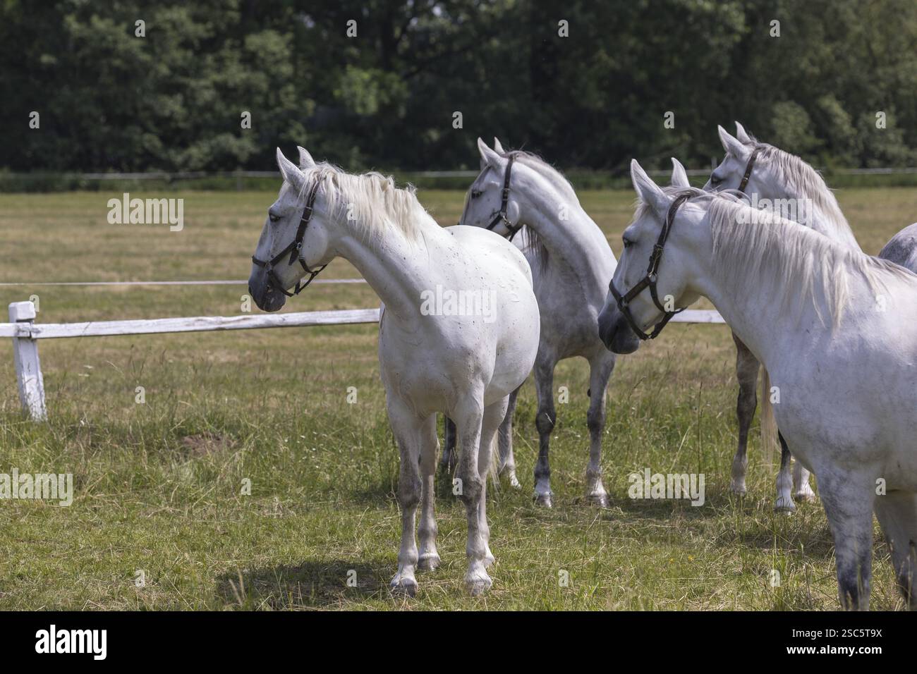 Kladruber horse, mares, grazing on the paddock. National Stud Farm ...