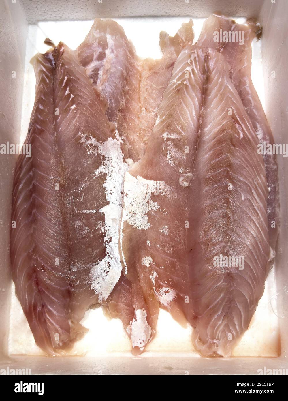 Lake Victoria perch (Lates niloticus) Lake Victoria perch on ice in ...