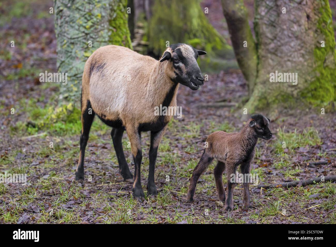 A female Cameroon or Cameroon Dwarf sheep, Ovis gmelini aries, and its ...