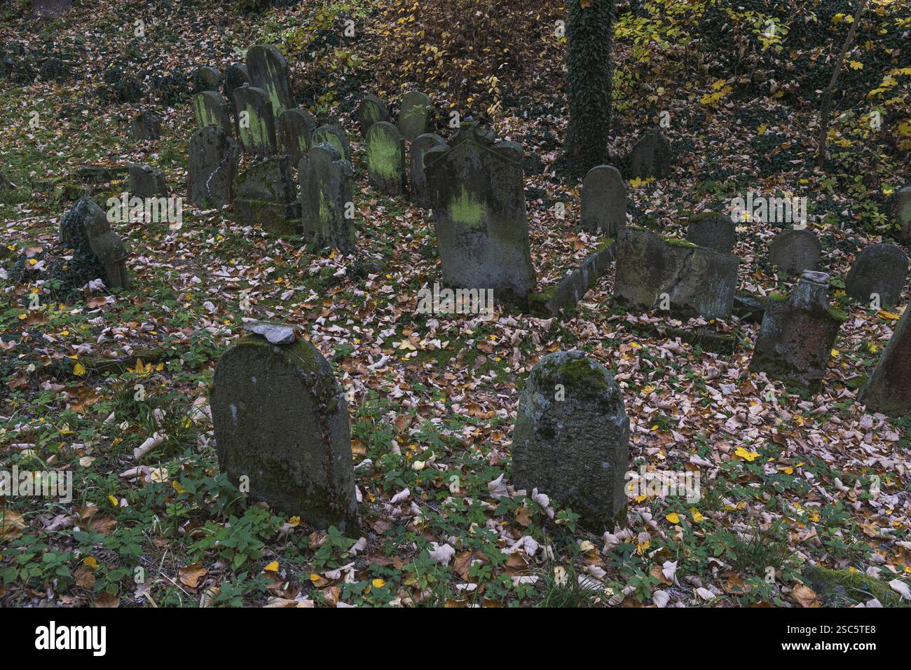 Moss covered tombstones on the old jewish cemetery in Chodova Plana ...