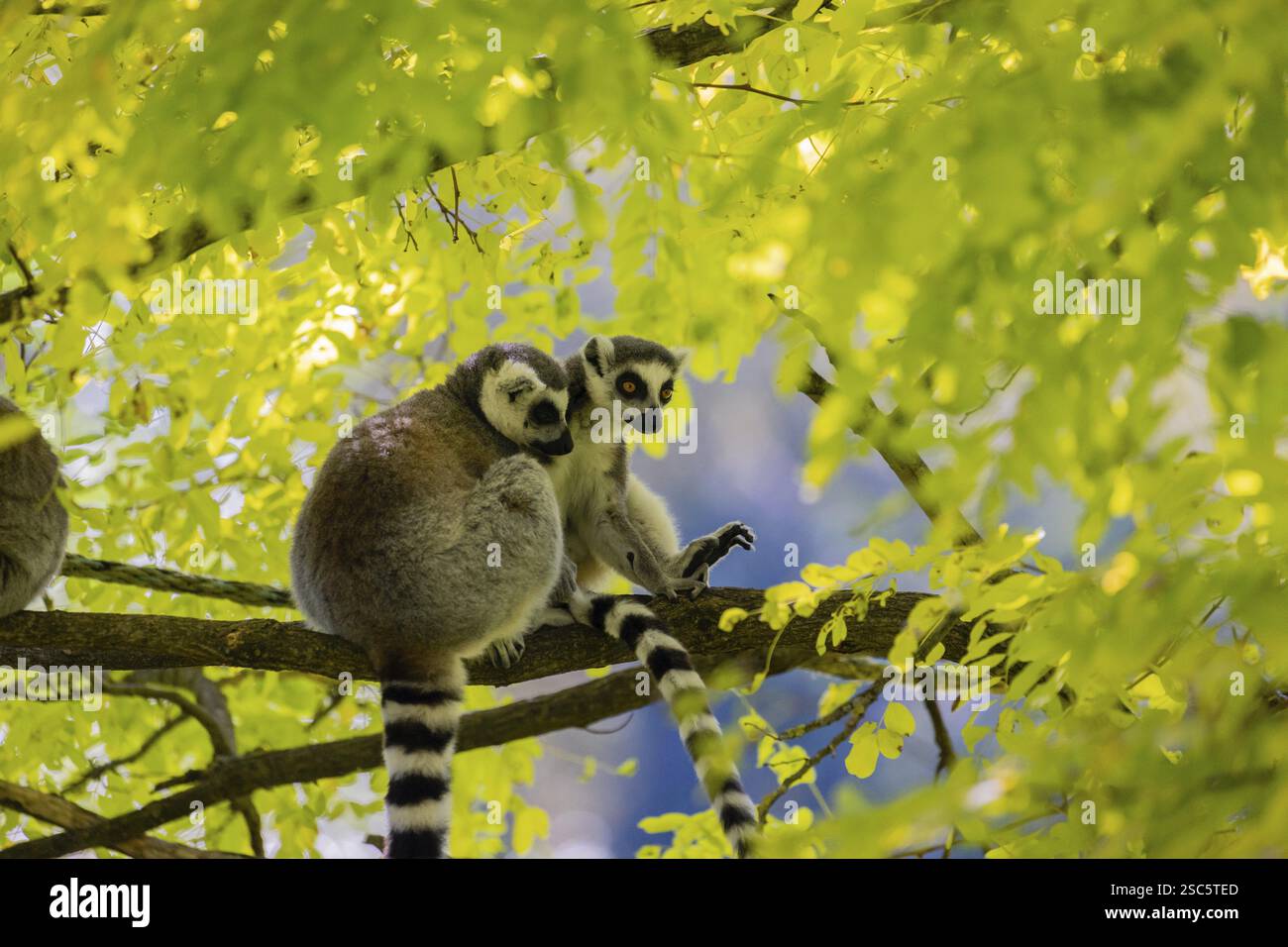Three ring-tailed lemurs (Lemur catta) sitting in a tree with fresh ...