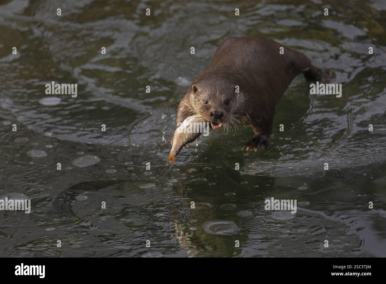One Eurasian otter (Lutra lutra), standing on the ice of a frozen river ...