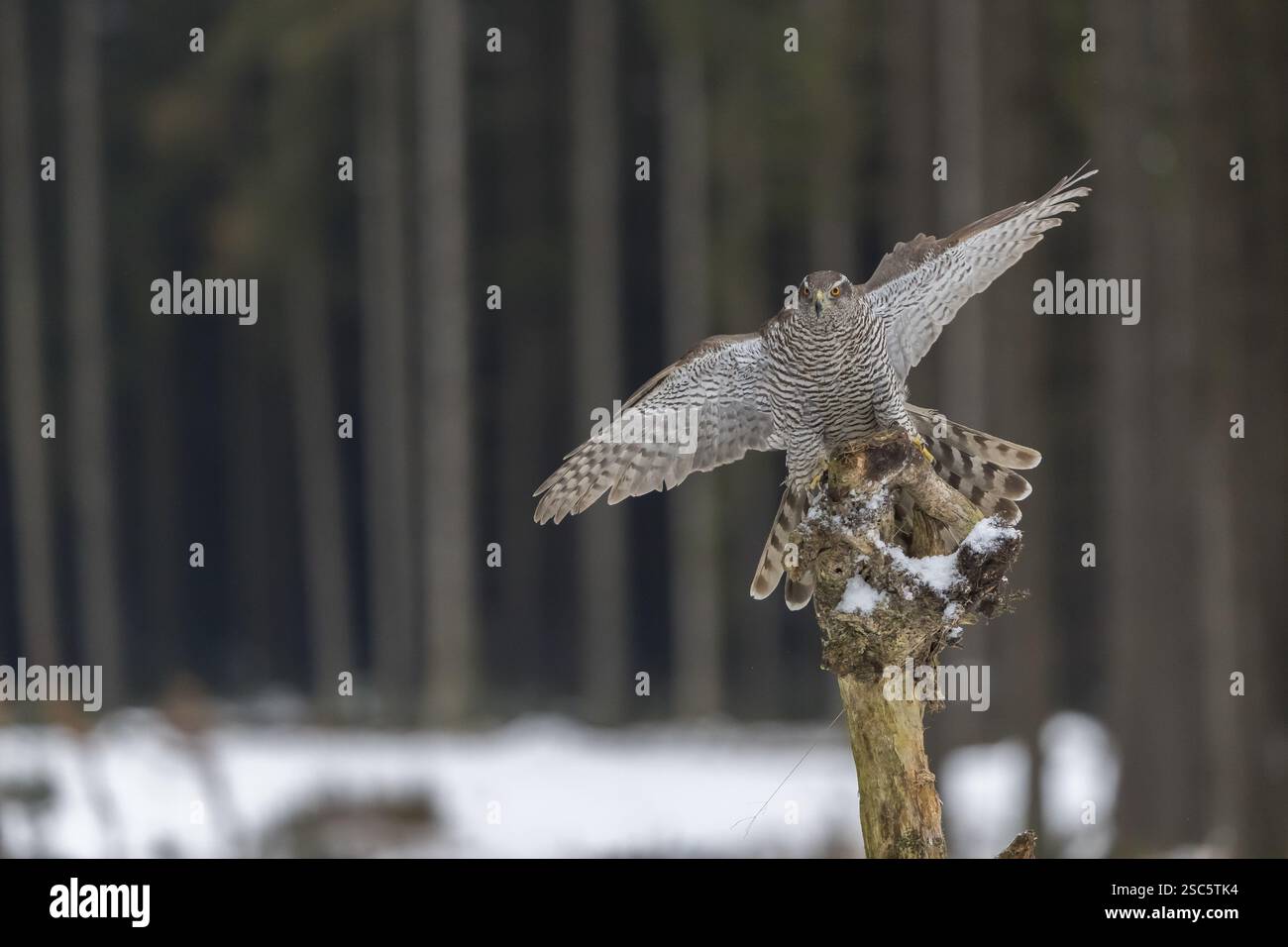 Northern goshawk, Accipiter gentilis, flying through a forest in winter ...