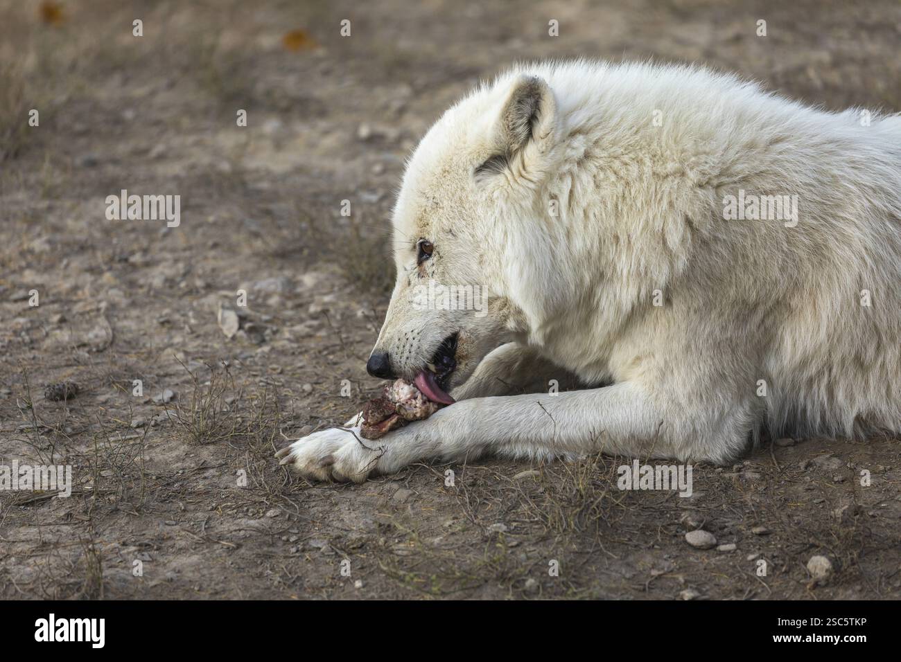 One Hudson Bay wolf (Canis lupus hudsonicus) lying on a dry forest ...