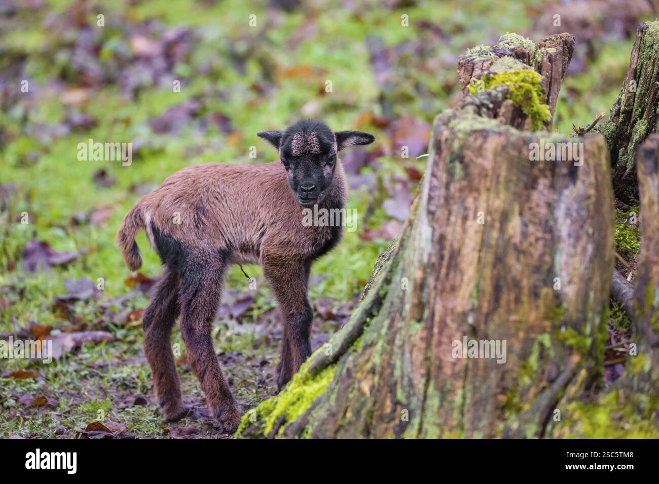 A Cameroon or Cameroon Dwarf sheep lamb, Ovis gmelini aries, standing ...