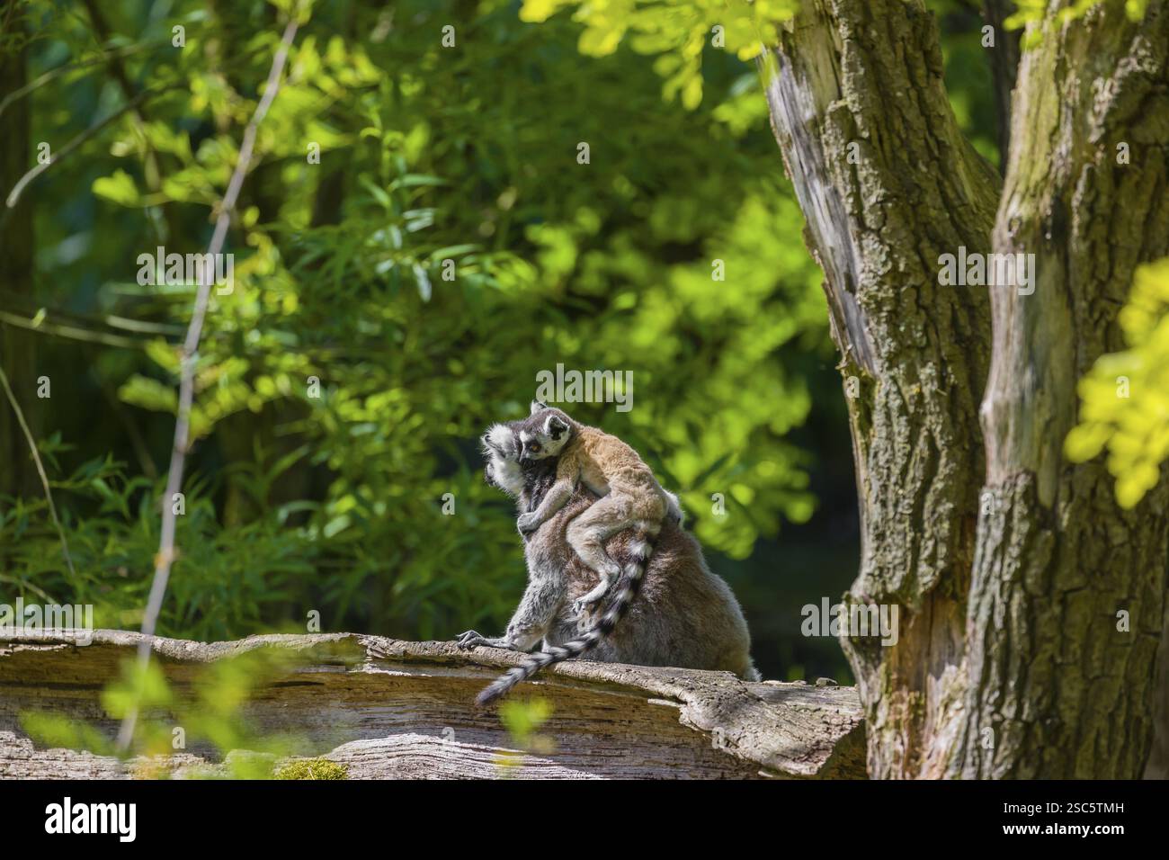 A female ring-tailed lemur (Lemur catta) sits with her young on her ...