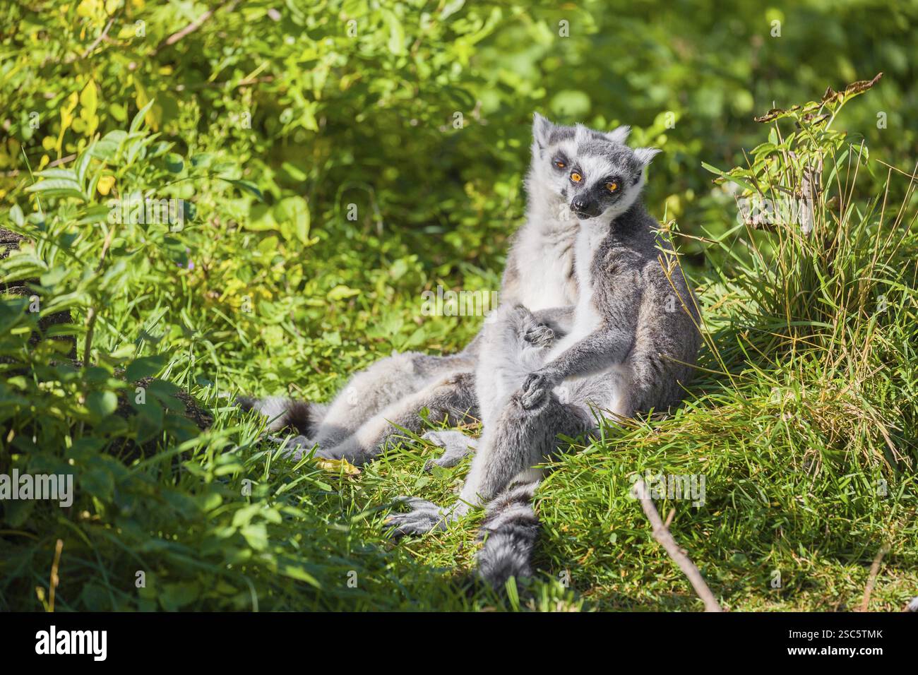 Two ring-tailed lemurs (Lemur catta) sit in the green, tall grass ...