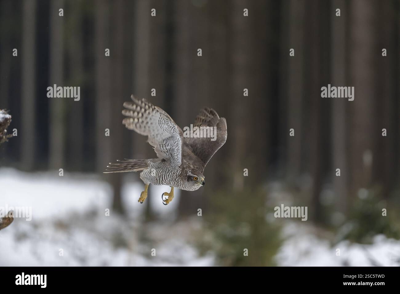Northern goshawk, Accipiter gentilis, flying through a forest in winter ...