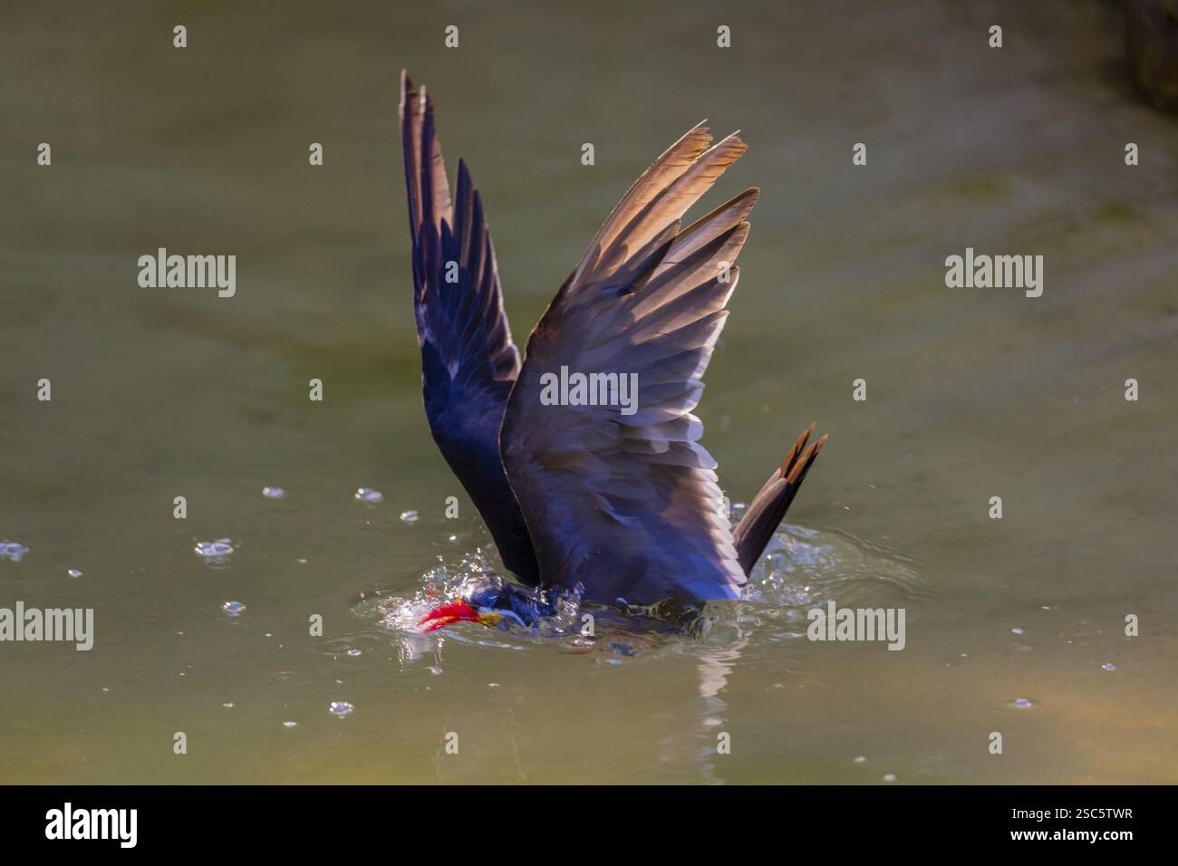 One Inca tern (Larosterna inca) going fishing in the water Stock Photo ...