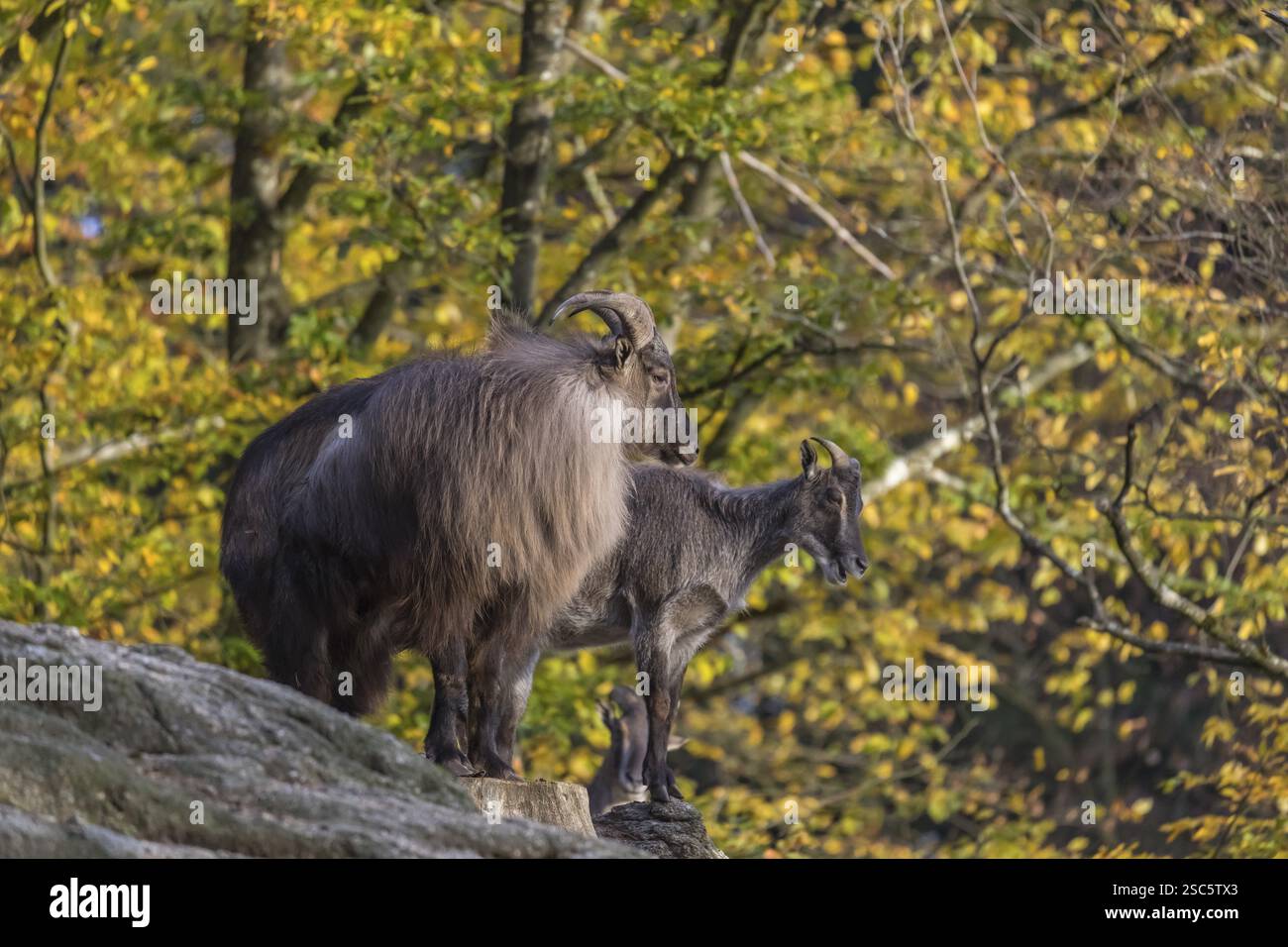 One adult female and one adult male Himalayan Tahr (Hemitragus ...