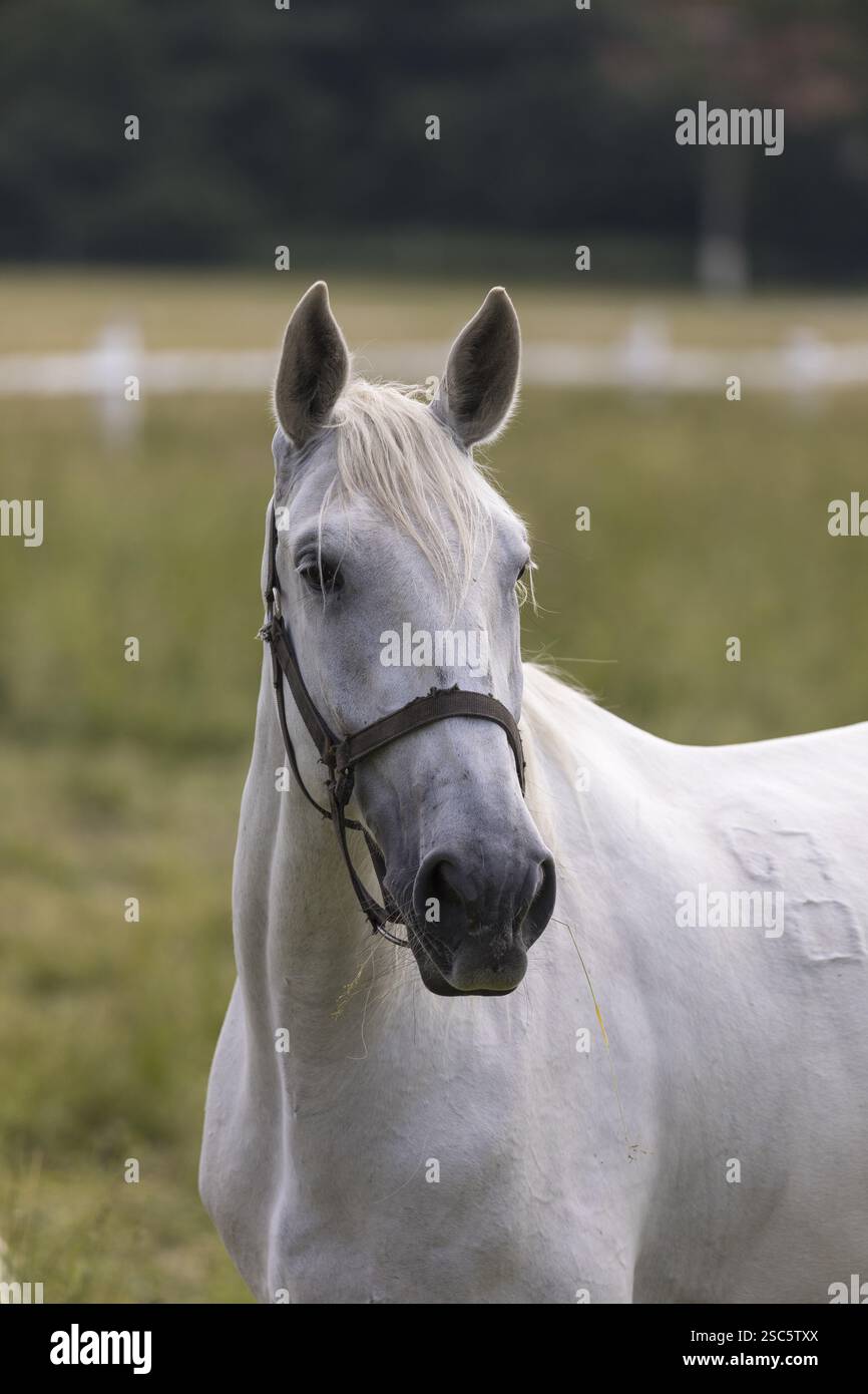 Kladruber horse, mares, standing on the paddock. Frontal portrait ...