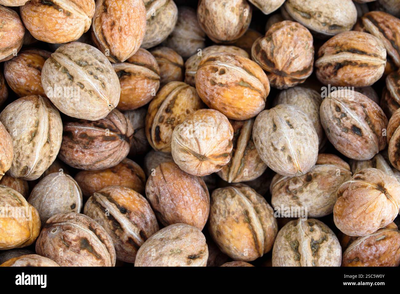 Fresh walnuts in shell. Background image of a pile of dried fresh ...