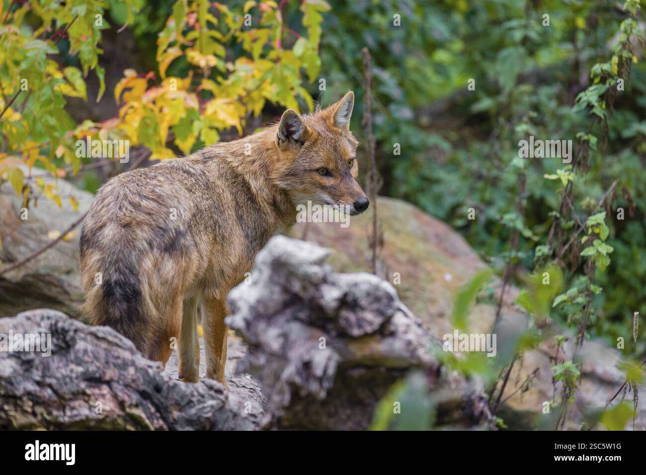 One golden jackal (Canis aureus) stands on a fallen tree trunk. Behind ...