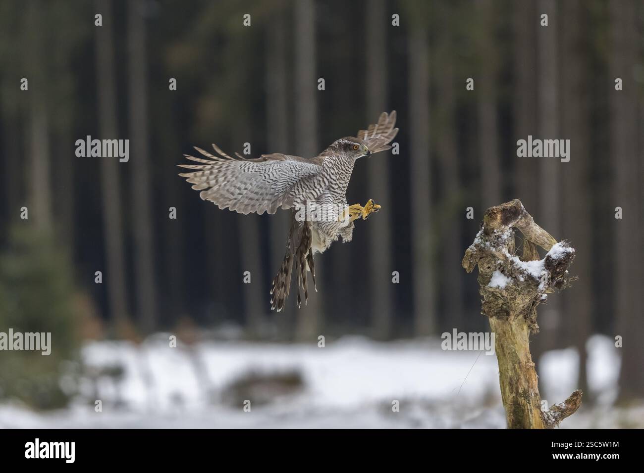 Northern goshawk, Accipiter gentilis, flying through a forest in winter ...