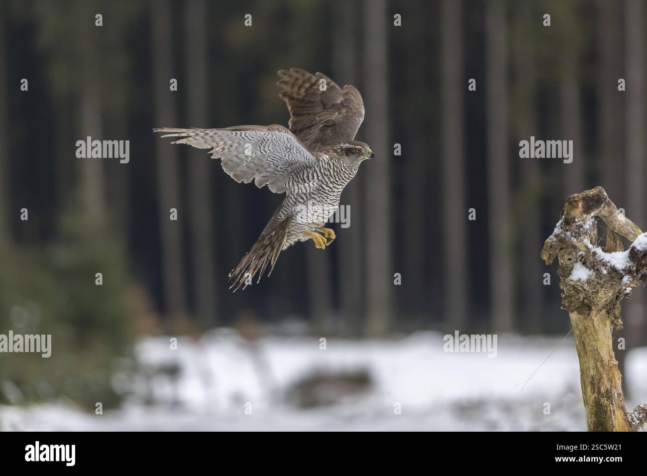 Northern goshawk, Accipiter gentilis, flying through a forest in winter ...