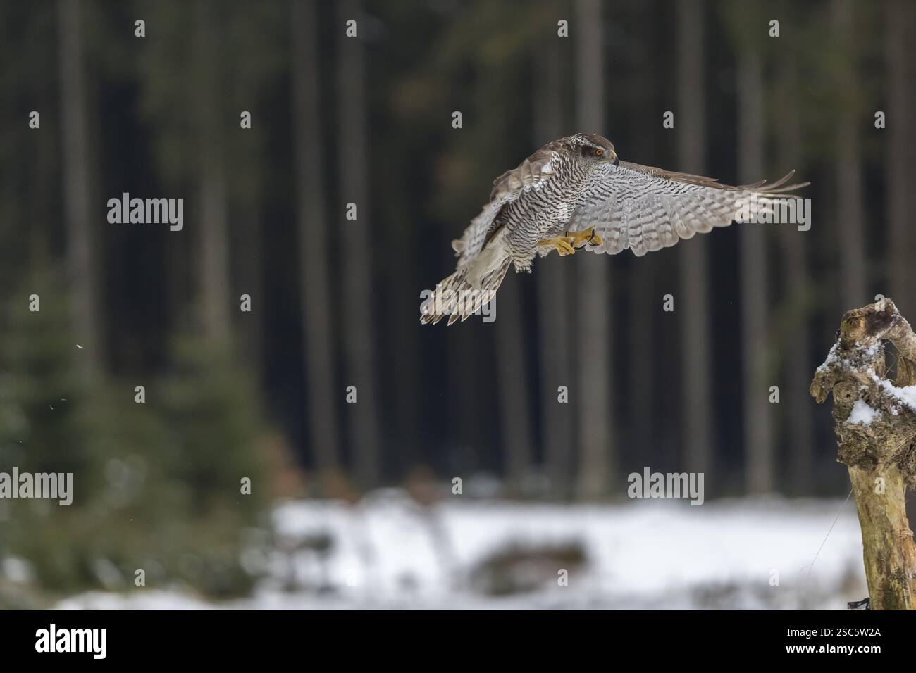 Northern goshawk, Accipiter gentilis, flying through a forest in winter ...