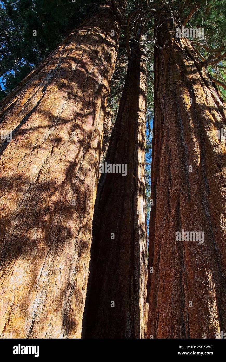 Looking up at stand of giant sequoia trees in Sequoia National Park ...