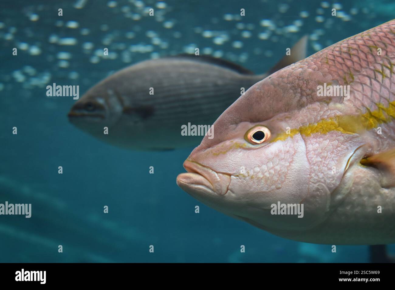 Yellowtail Snapper fish Stock Photo - Alamy