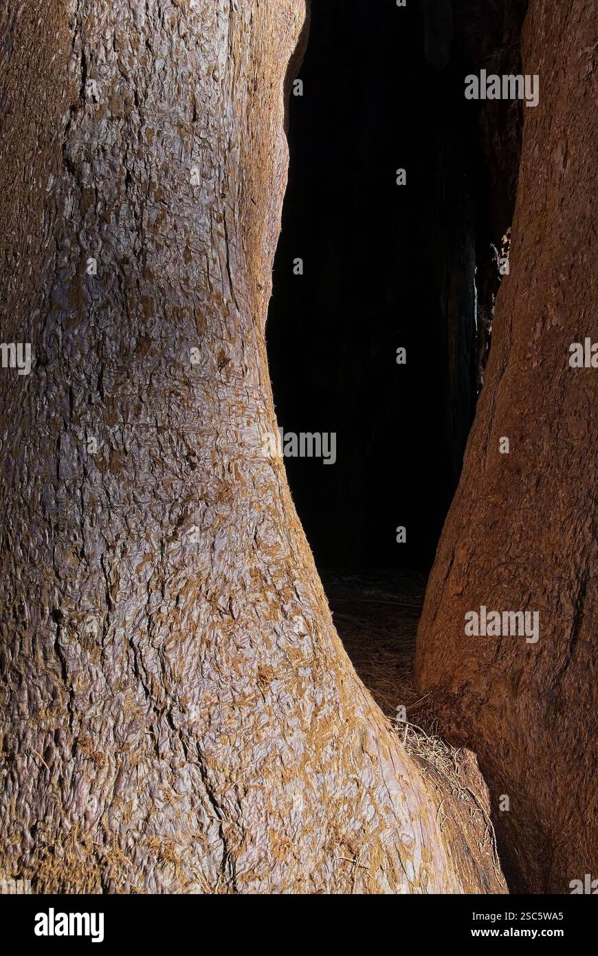 Tree hollow hi-res stock photography and images - Alamy