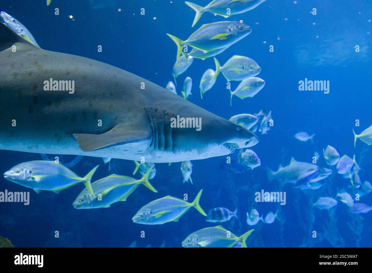 Sand Tiger Sharks swimming in clear blue water, surrounded by smaller ...