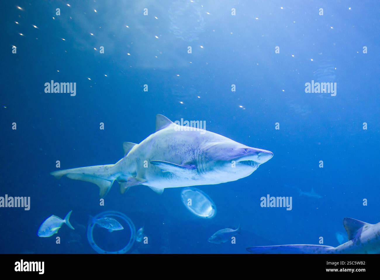 Sand Tiger Sharks swimming in clear blue water, surrounded by smaller ...