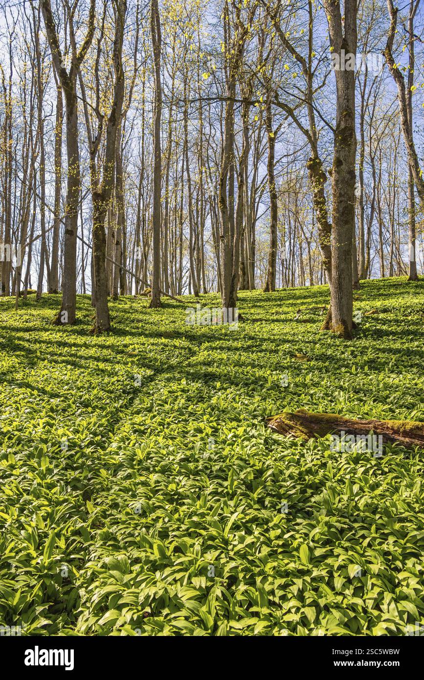 Wild garlic (Allium ursinum) with green leaves in a grove of trees with ...