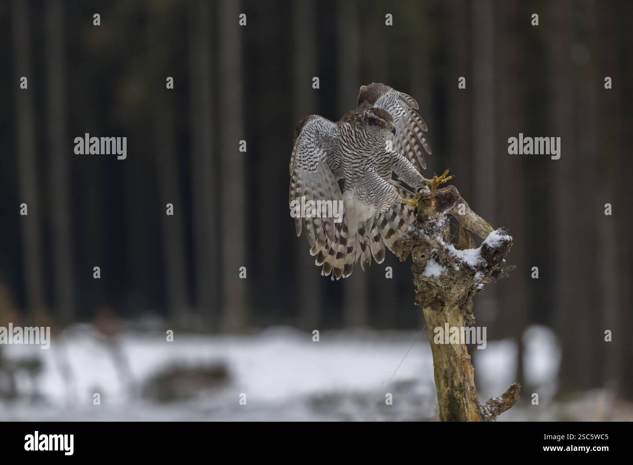 Northern goshawk, Accipiter gentilis, flying through a forest in winter ...
