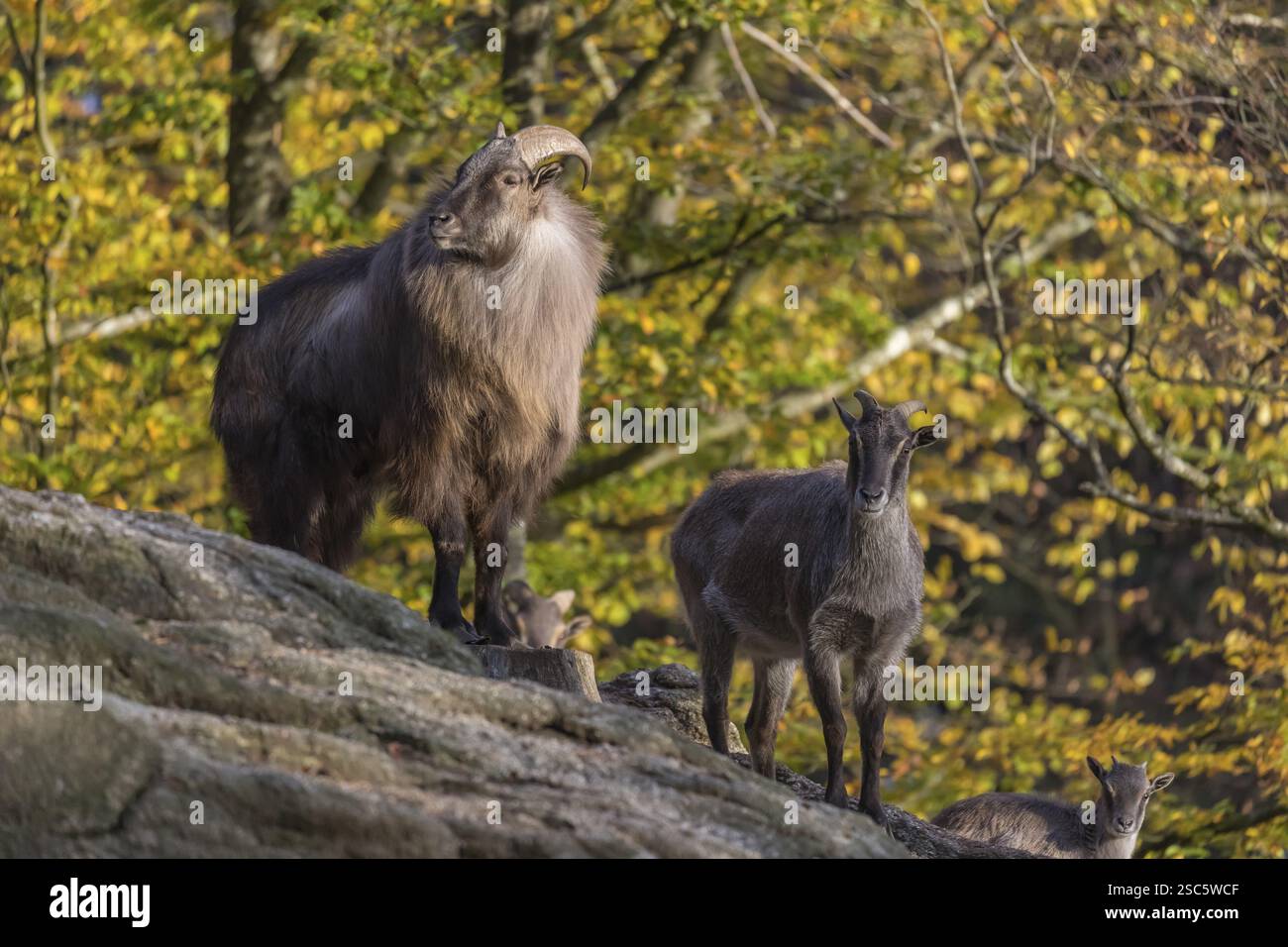 One adult female and one adult male Himalayan Tahr (Hemitragus ...