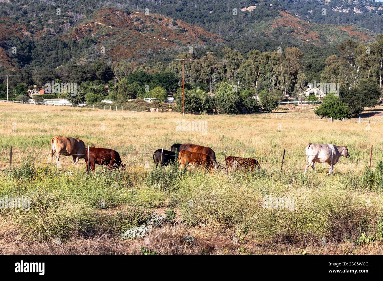 Cattle grazing in a field in rural San Diego, California USA Stock ...