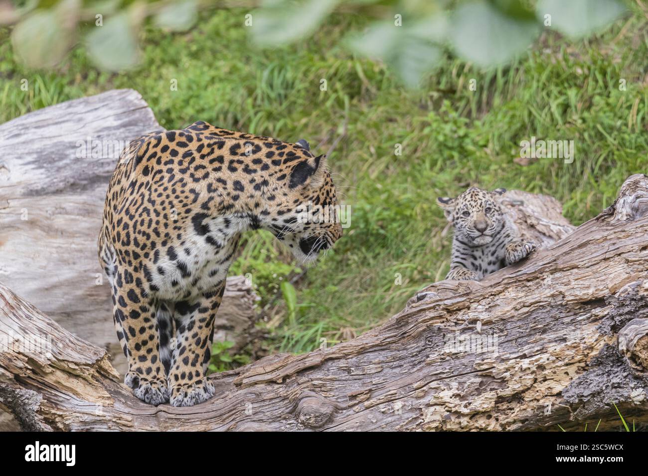 One male jaguar baby (Panthera onca), 10 weeks old, playing with his ...