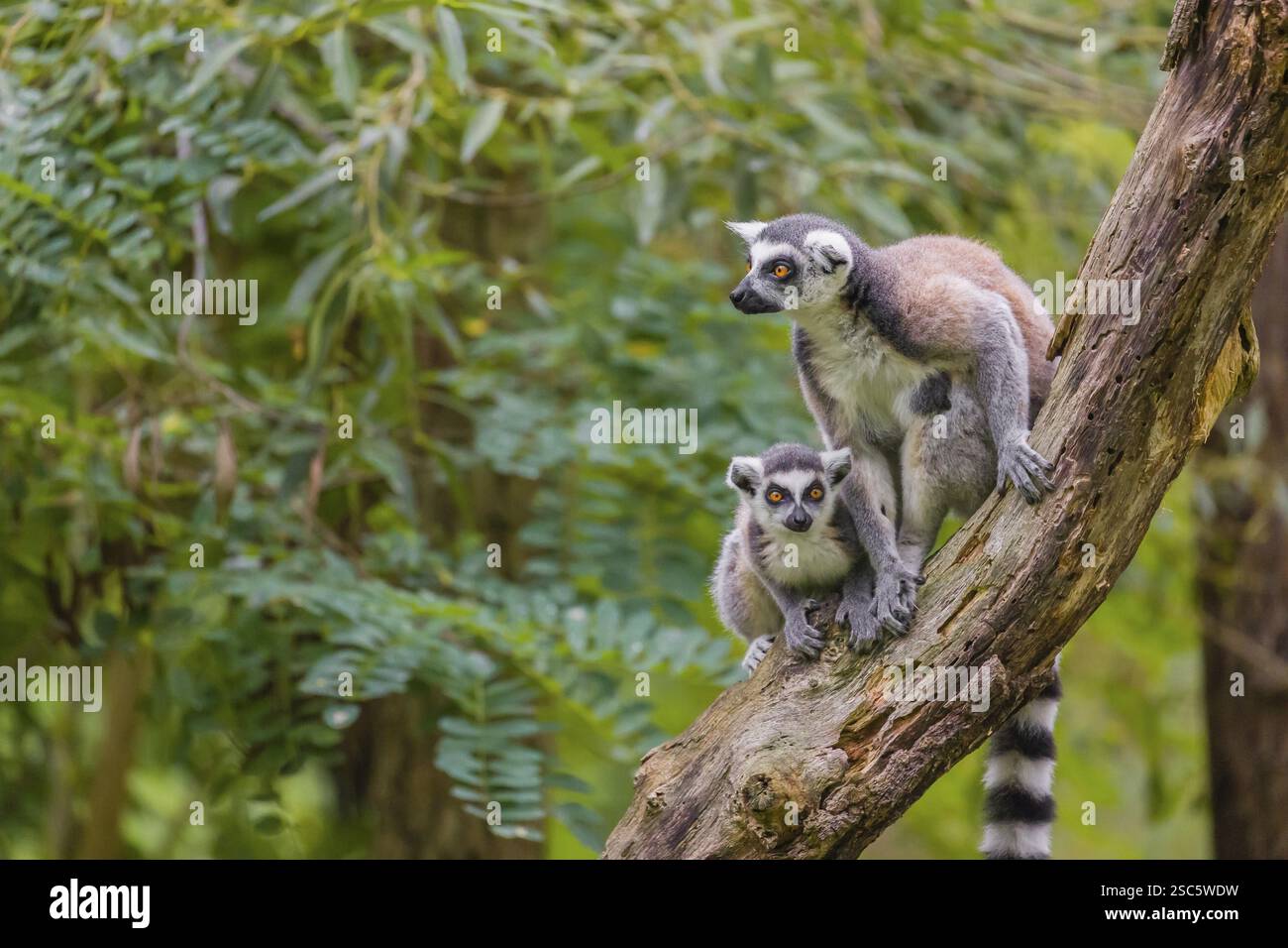 Two ring-tailed lemurs (Lemur catta) sit high up on a branch of tree Stock Photo - Alamy